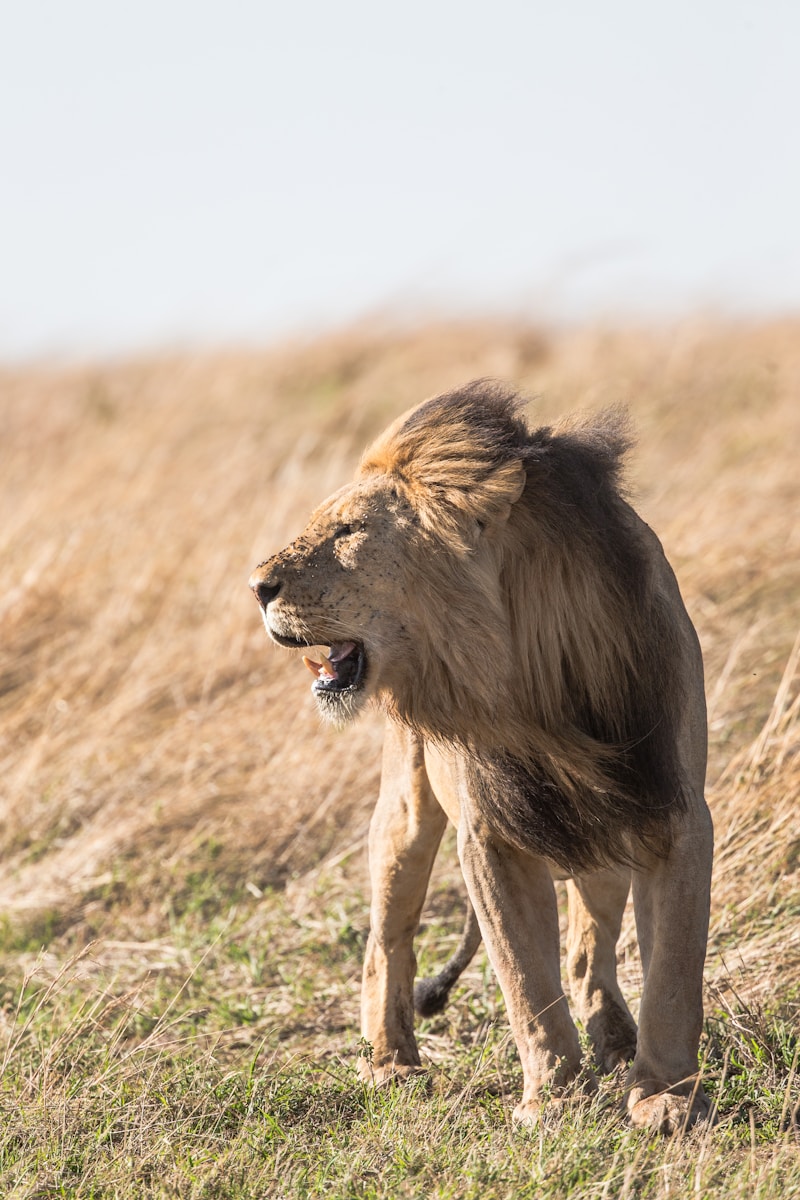 About Us - Simba Land Magic Tours